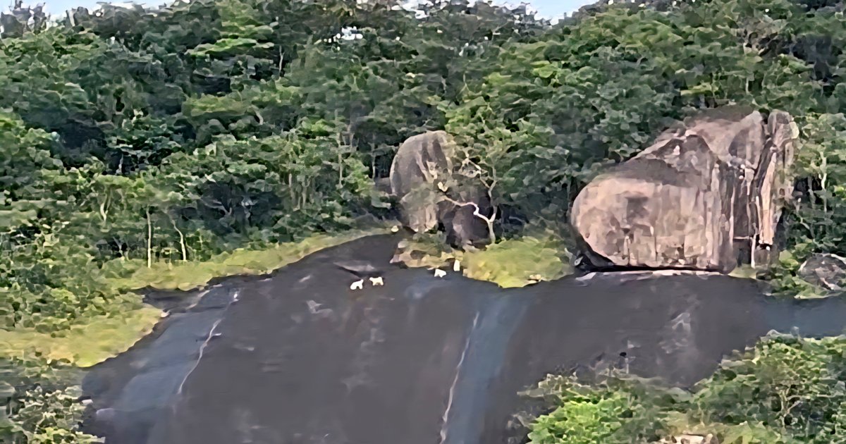 CLIP: Xôn xao 4 con vật lạ trắng như tuyết trên đỉnh Ma Thiên Lãnh