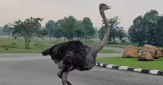 Bất ngờ số phận con đà điểu xổng chuồng lao vun vút giữa đường phố TP ...